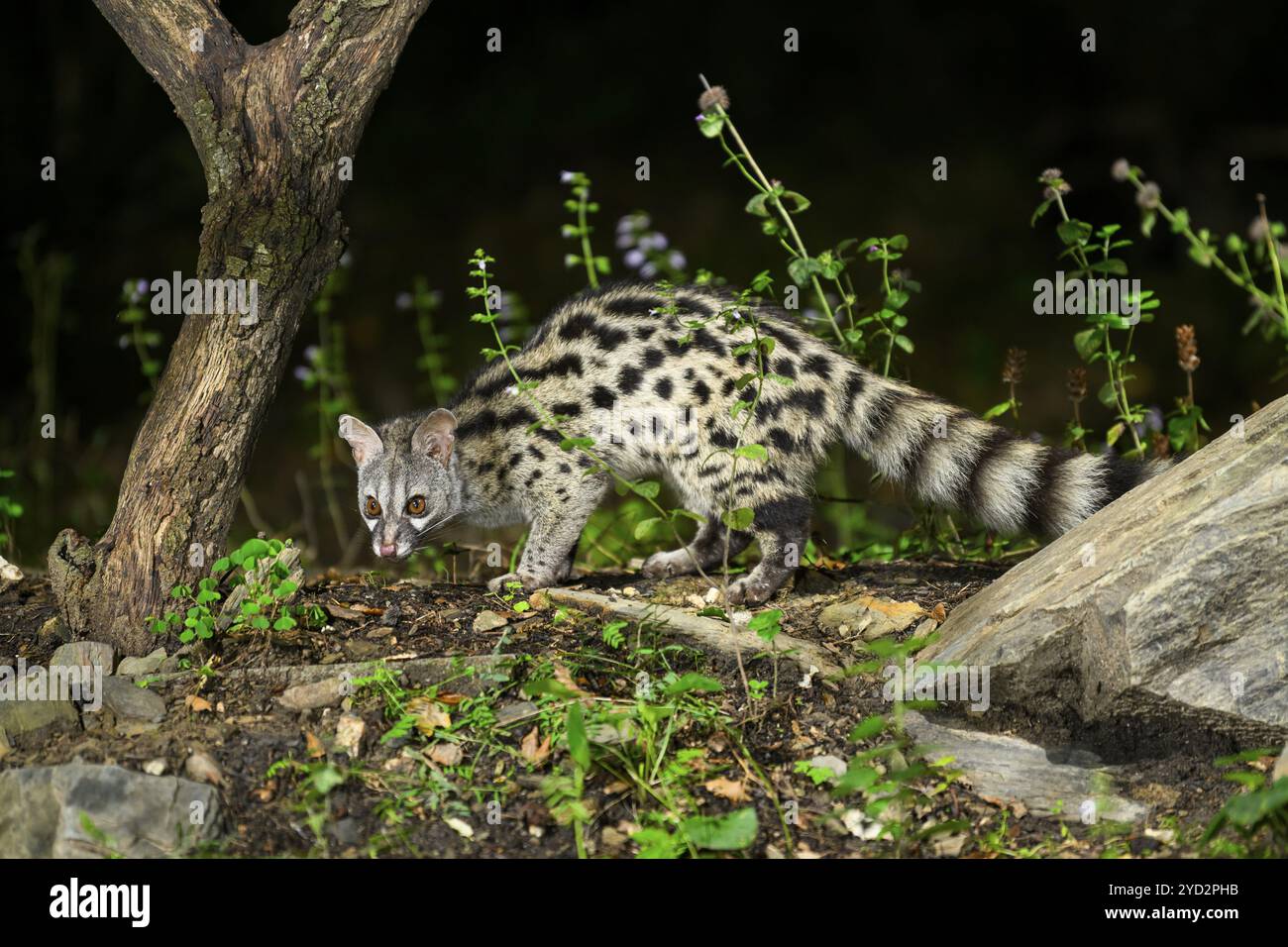 Common genet (Genetta genetta), wildlife in a forest, Montseny National ...