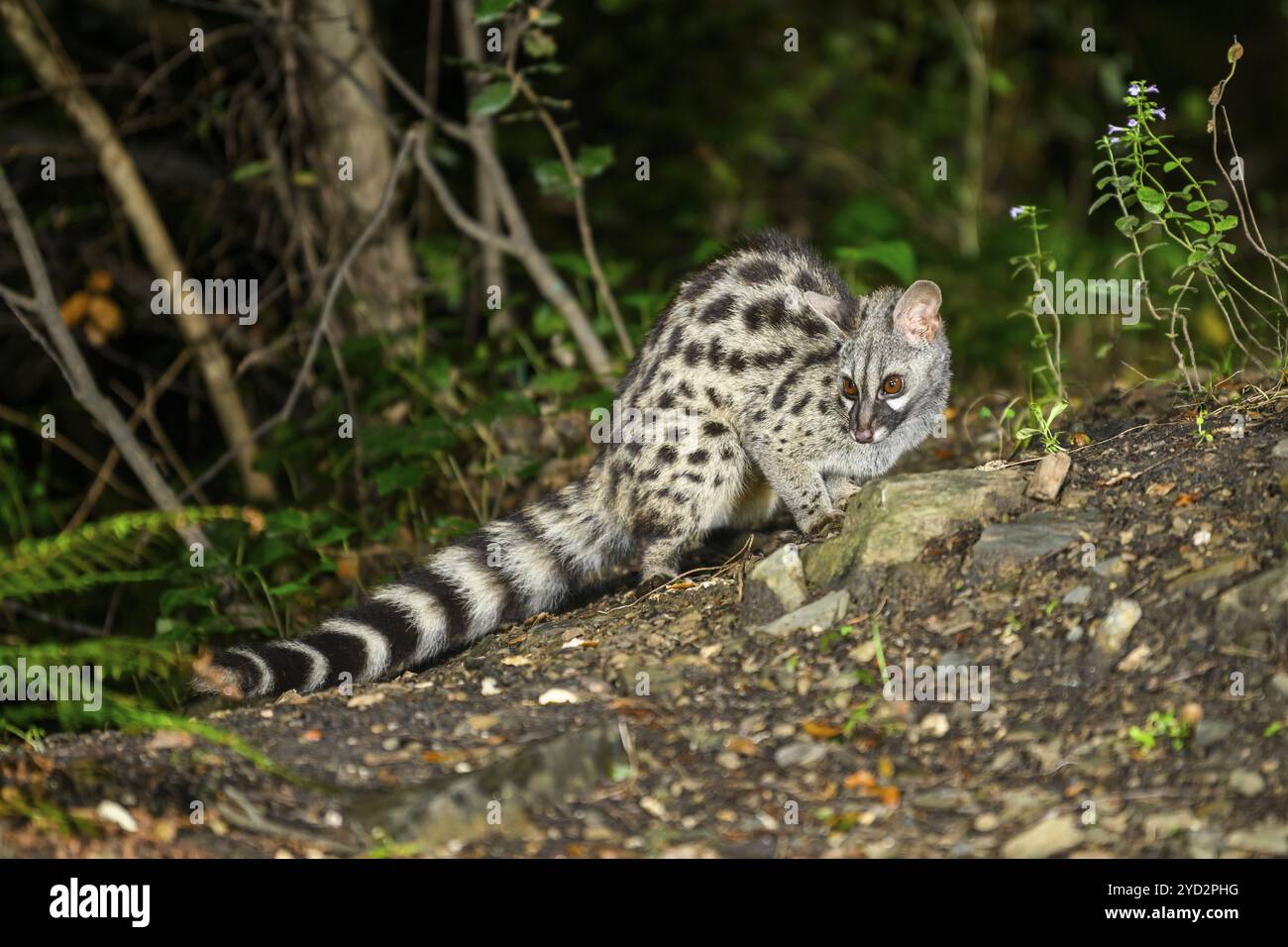 Common genet (Genetta genetta), wildlife in a forest, Montseny National ...