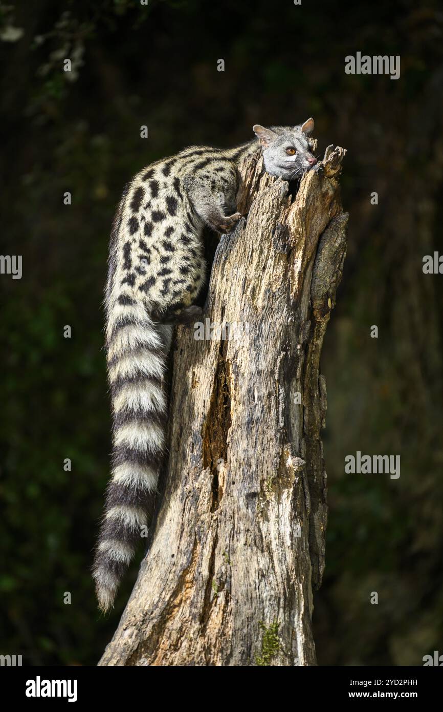 Common genet (Genetta genetta), climbing on a tree wildlife in a forest ...