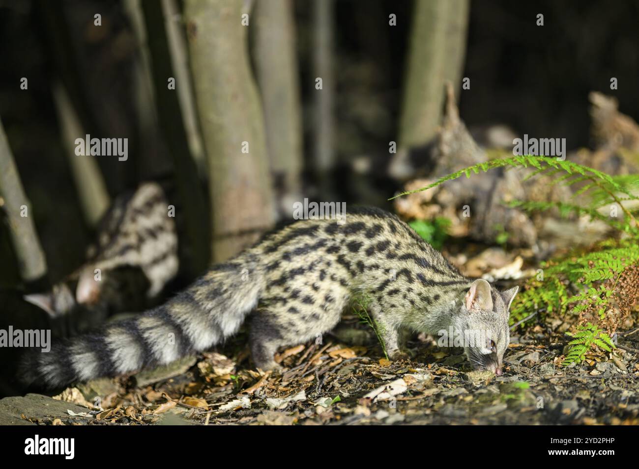 Common genet (Genetta genetta), wildlife in a forest, Montseny National ...