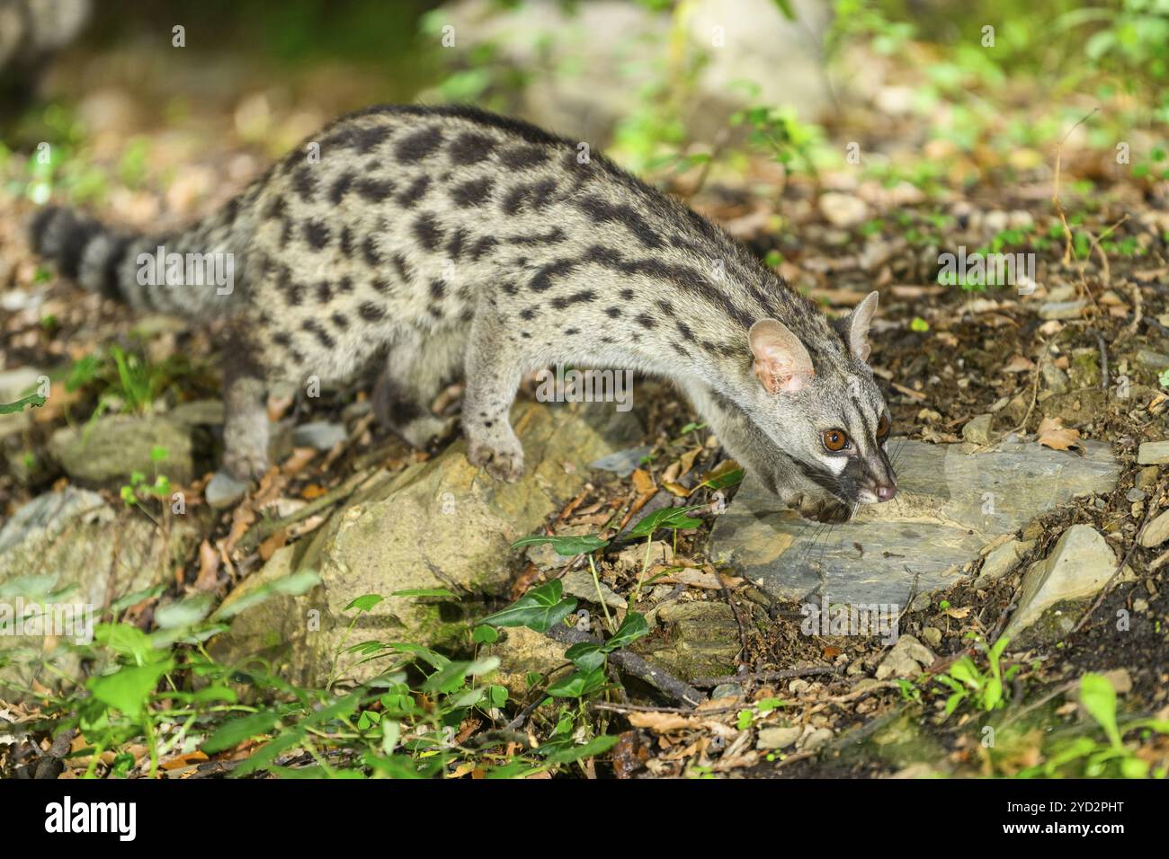 Common genet (Genetta genetta), wildlife in a forest, Montseny National ...