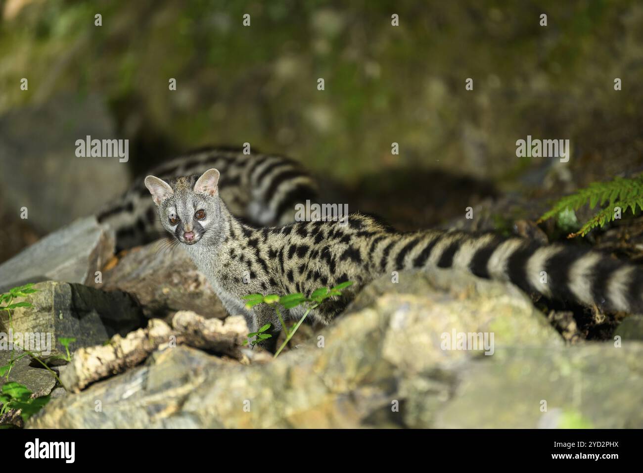 Common genet (Genetta genetta), wildlife in a forest, Montseny National ...