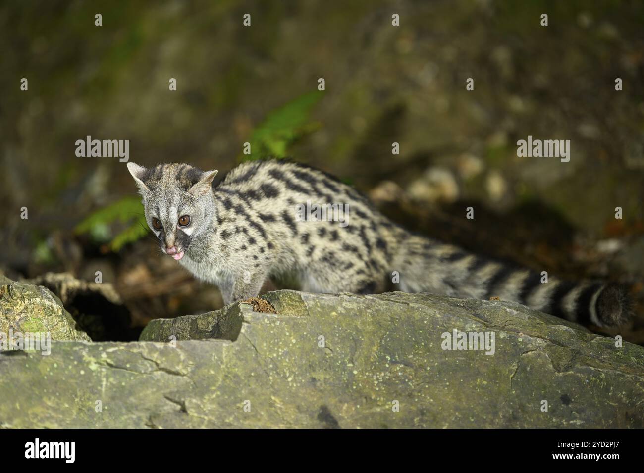 Common genet (Genetta genetta), wildlife in a forest, Montseny National ...
