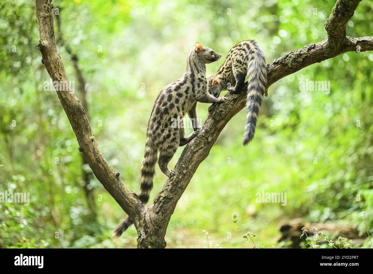 Common genet (Genetta genetta), climbing on a tree wildlife in a forest ...