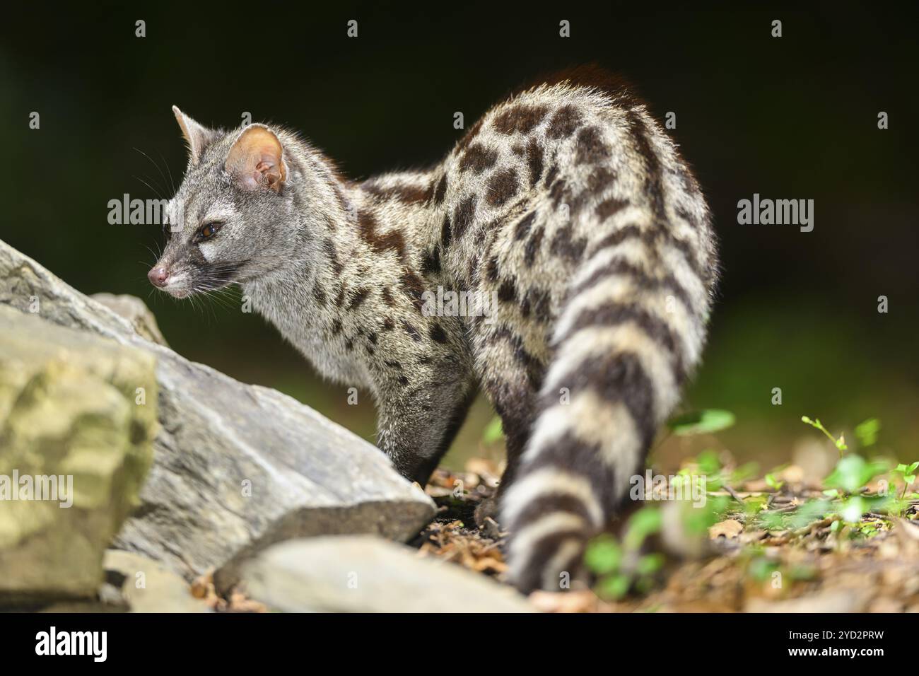 Common genet (Genetta genetta), wildlife in a forest, Montseny National ...