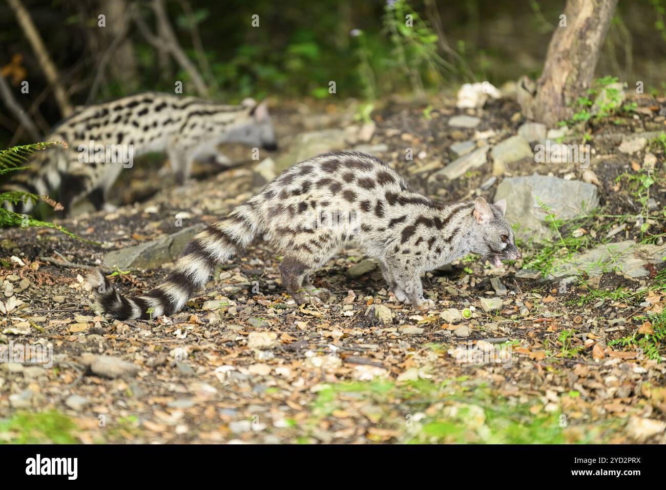 Common genet (Genetta genetta), wildlife in a forest, Montseny National ...