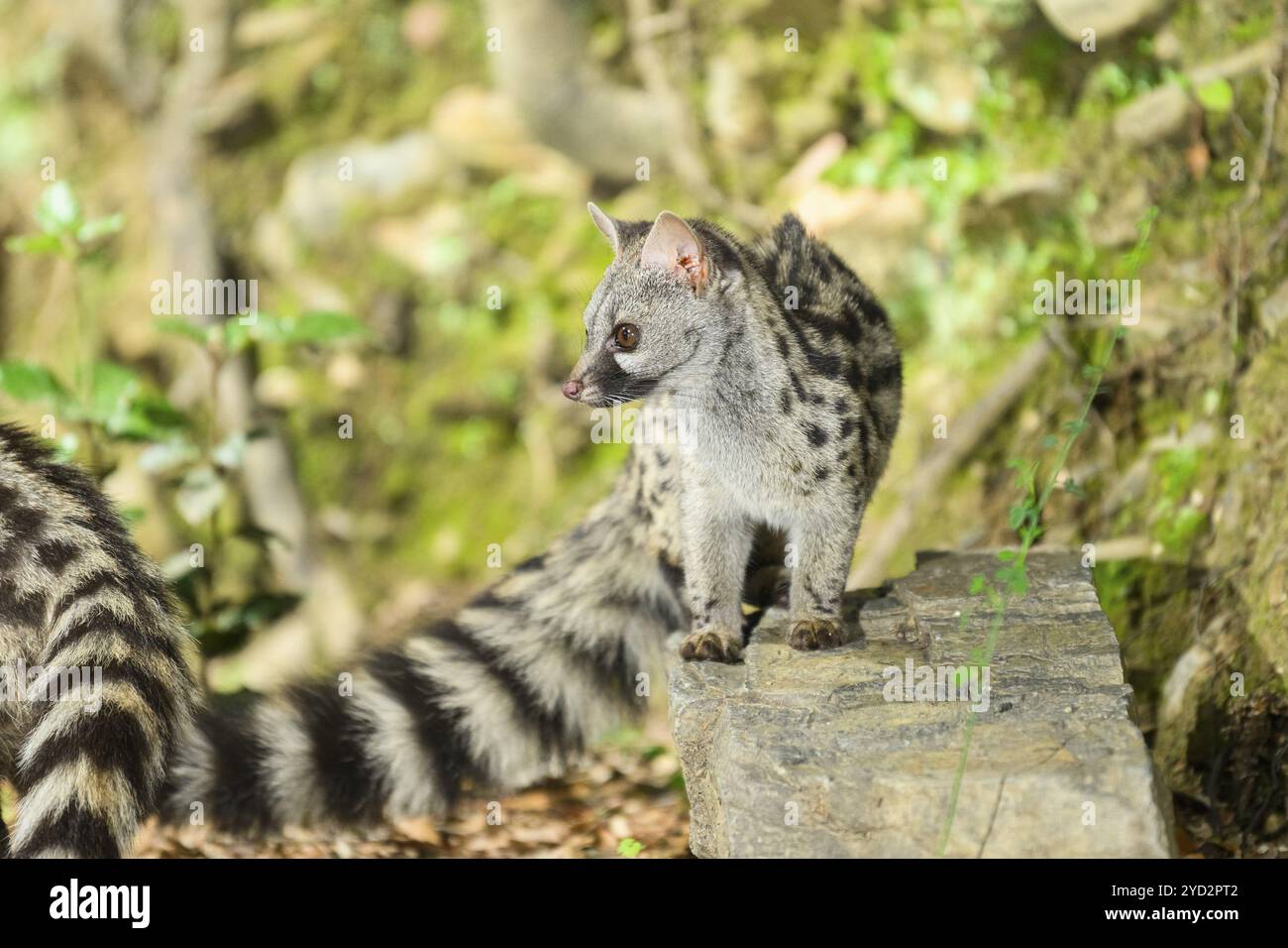 Common genet (Genetta genetta), wildlife in a forest, Montseny National ...