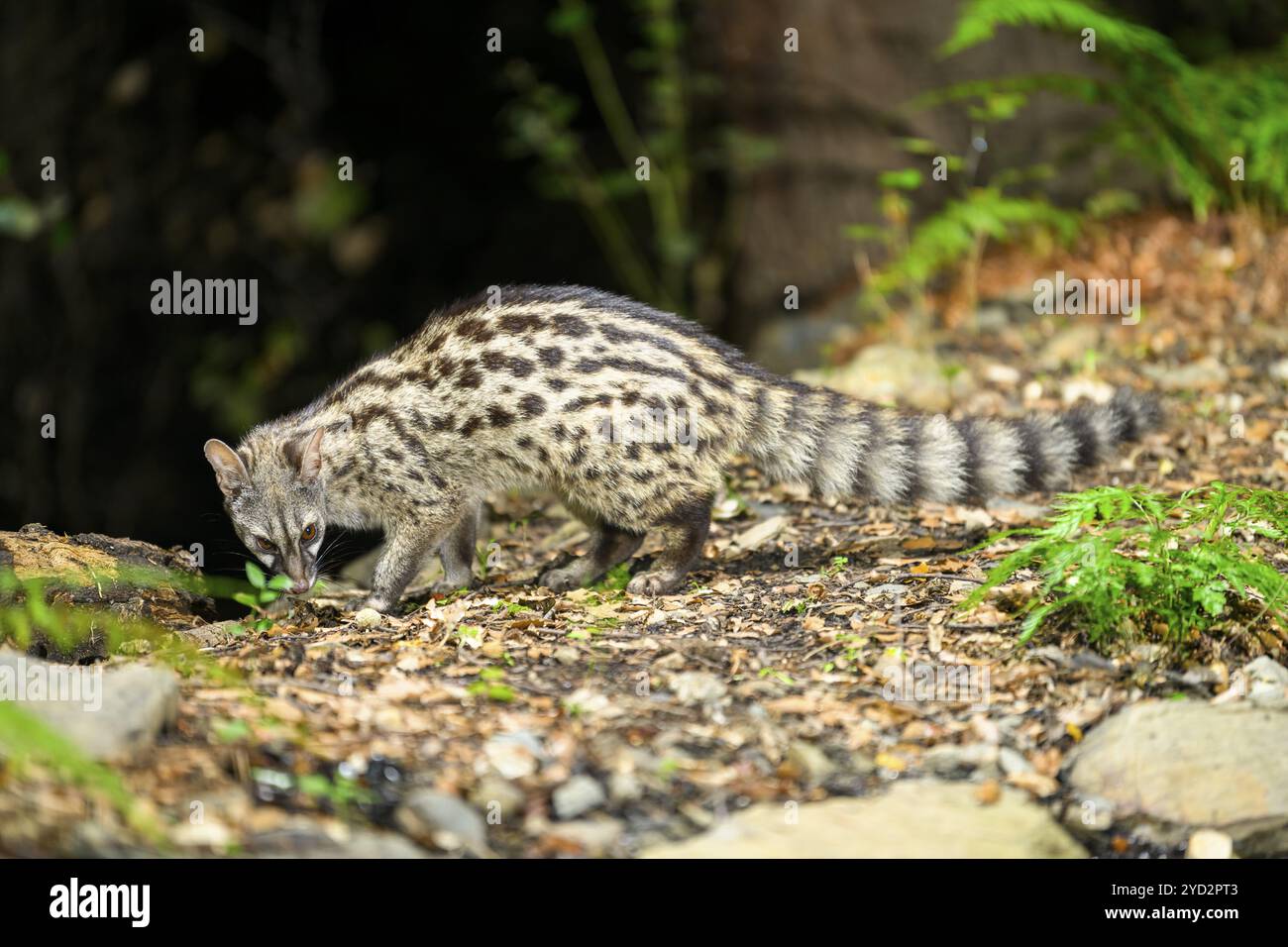 Common genet (Genetta genetta), wildlife in a forest, Montseny National ...