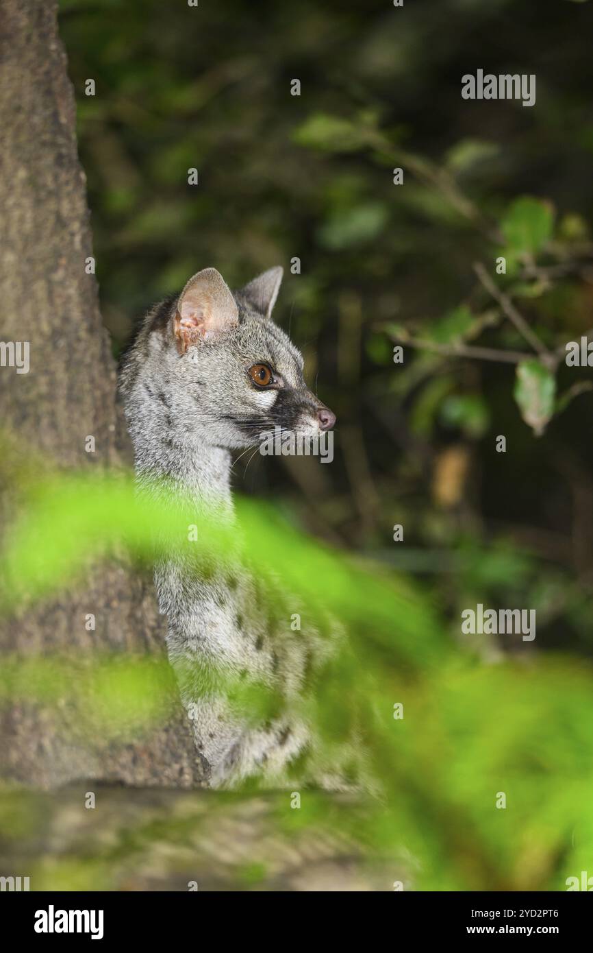 Common genet (Genetta genetta), hiding behind a tree, wildlife in a ...
