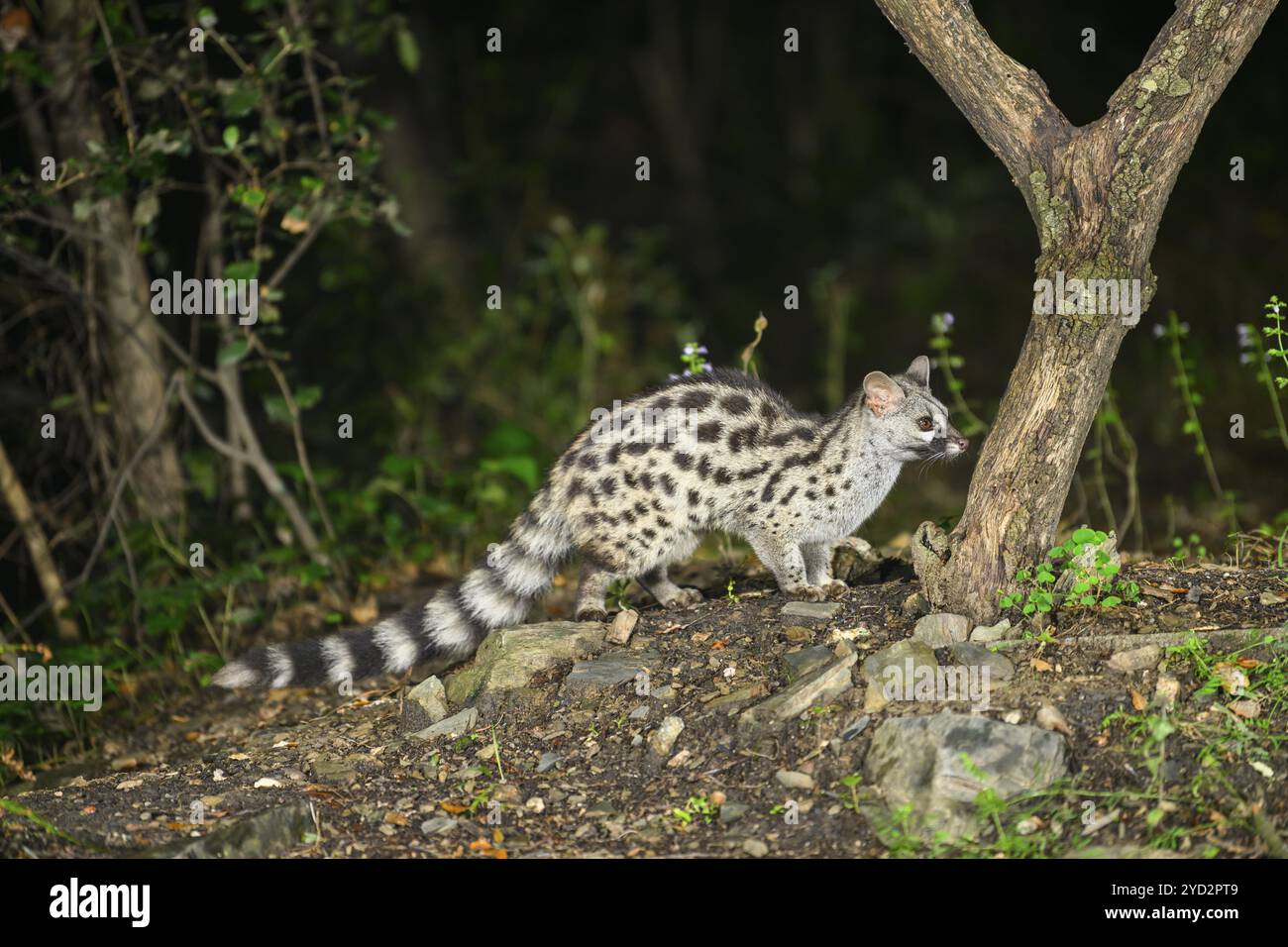 Common genet (Genetta genetta), wildlife in a forest, Montseny National ...