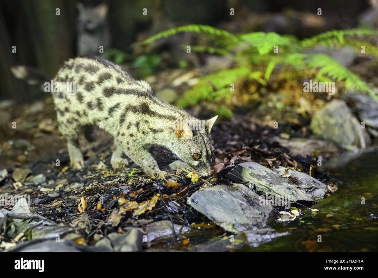 Common genet (Genetta genetta) at the shore of a lake, wildlife in a ...