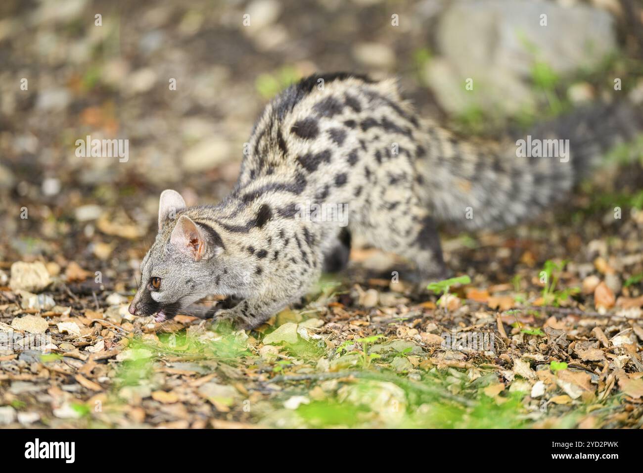 Common genet (Genetta genetta), wildlife in a forest, Montseny National ...