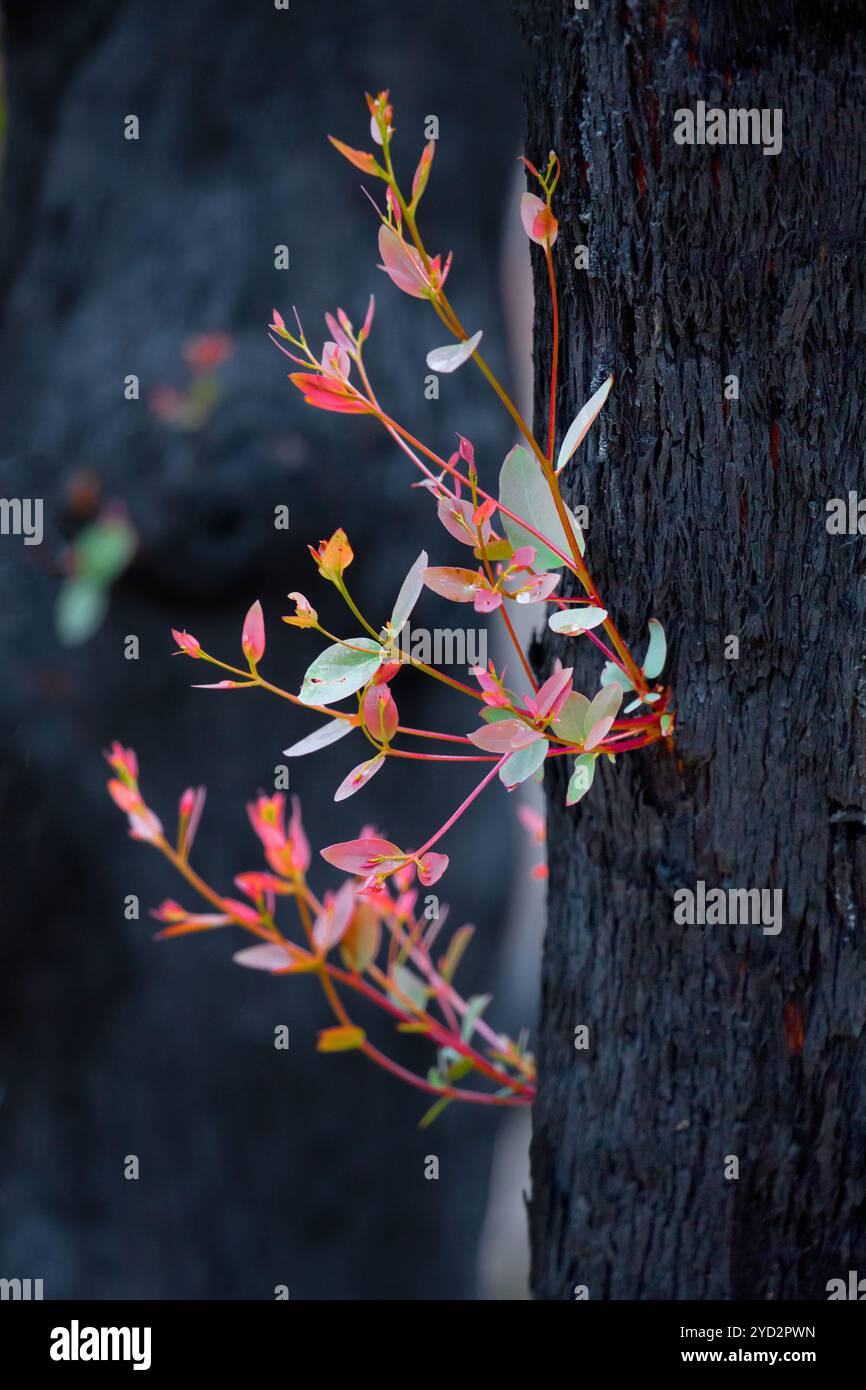 New leaf growth on a burnt tree after bush fire Stock Photo - Alamy