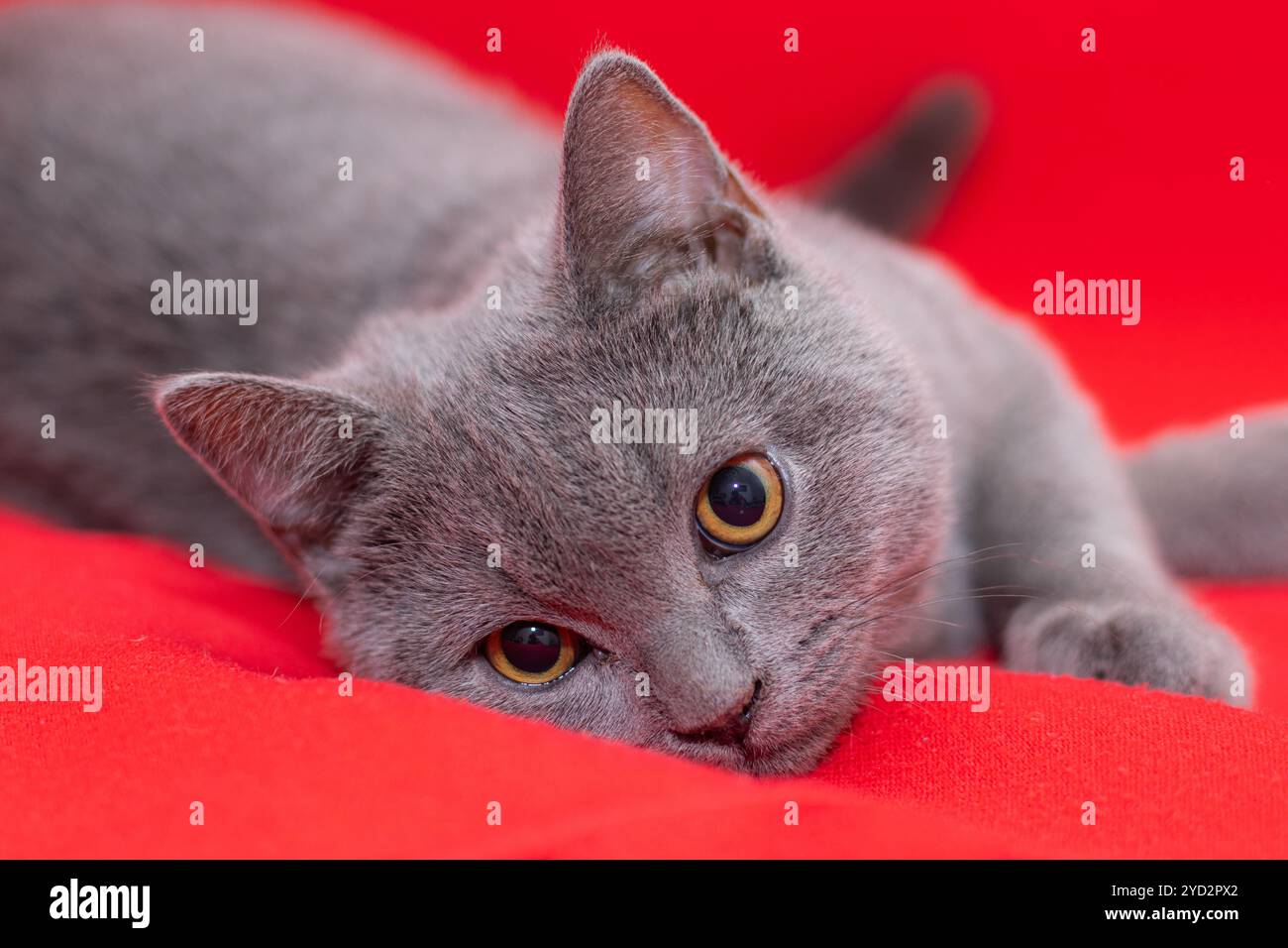Grey smoky fluffy cat breed British looks at the camera on a red ...