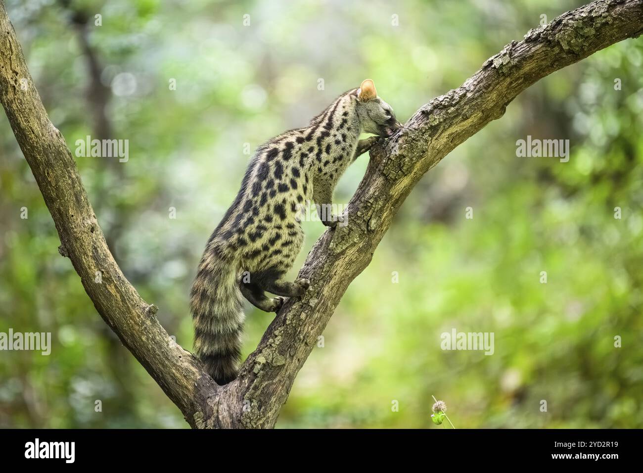 Common genet (Genetta genetta), climbing on a tree wildlife in a forest ...