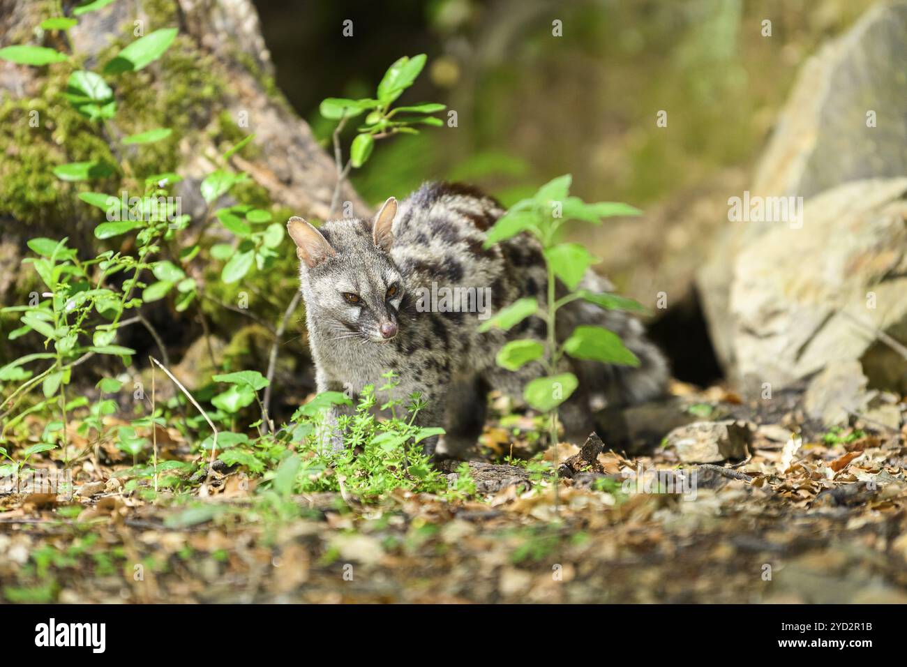Common genet (Genetta genetta), wildlife in a forest, Montseny National ...
