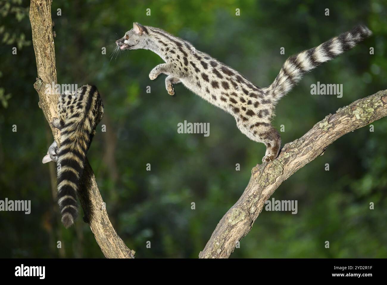 Common genet (Genetta genetta), jumping on a tree while climbing ...