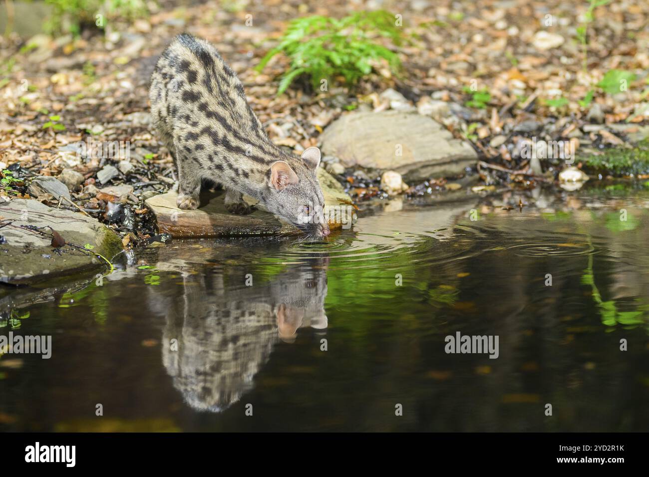 Common genet (Genetta genetta) drinking water at the shore of a lake ...