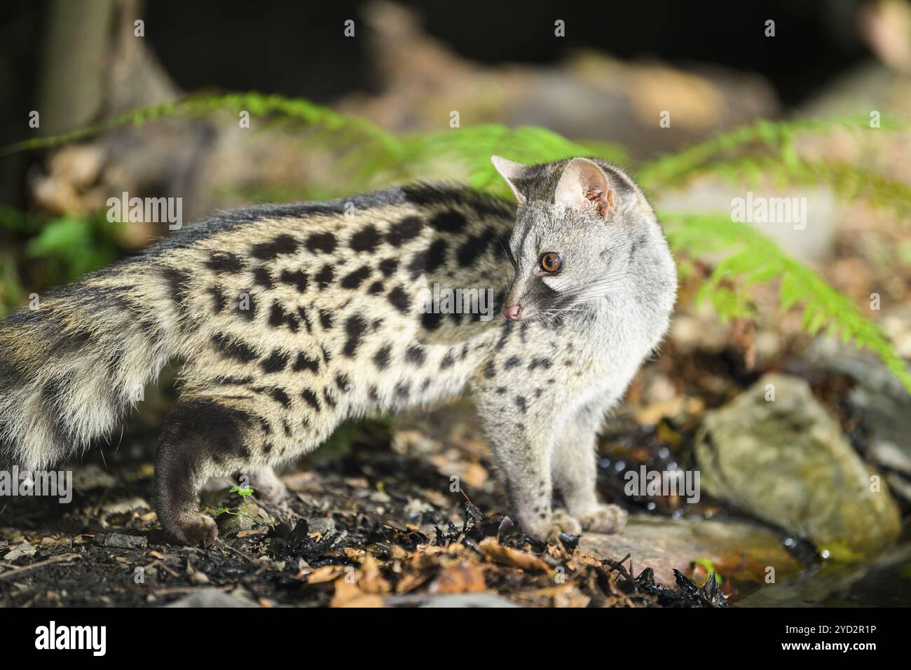 Common genet (Genetta genetta), wildlife in a forest, Montseny National ...