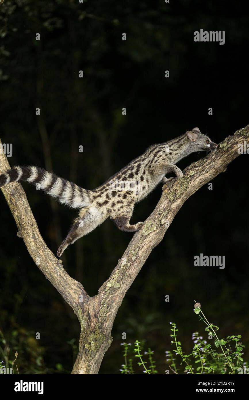 Common genet (Genetta genetta), climbing on a tree wildlife in a forest ...