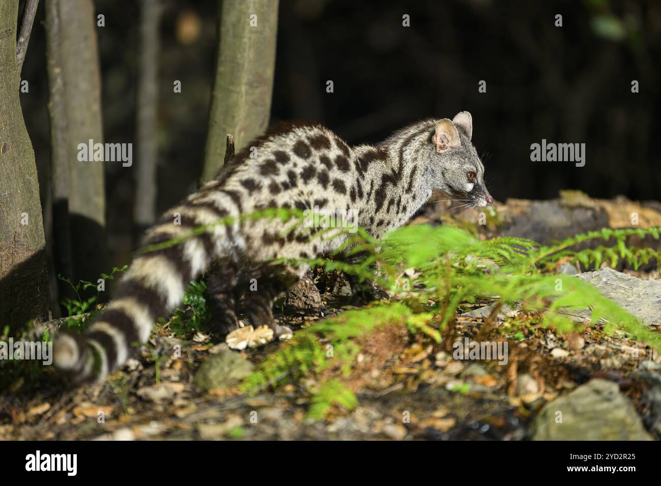 Common genet (Genetta genetta), wildlife in a forest, Montseny National ...