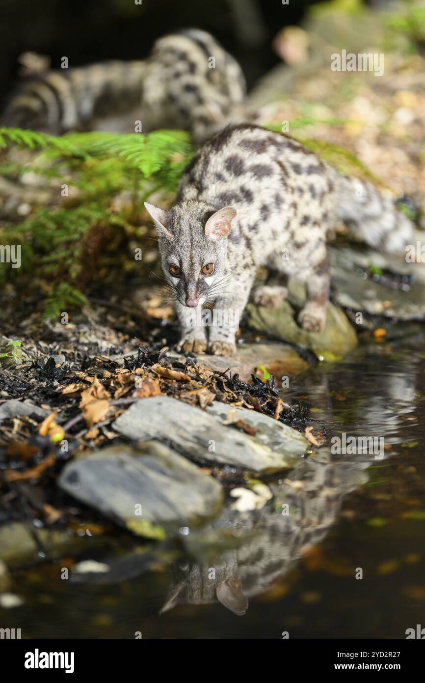 Common genet (Genetta genetta) at the shore of a lake, wildlife in a ...
