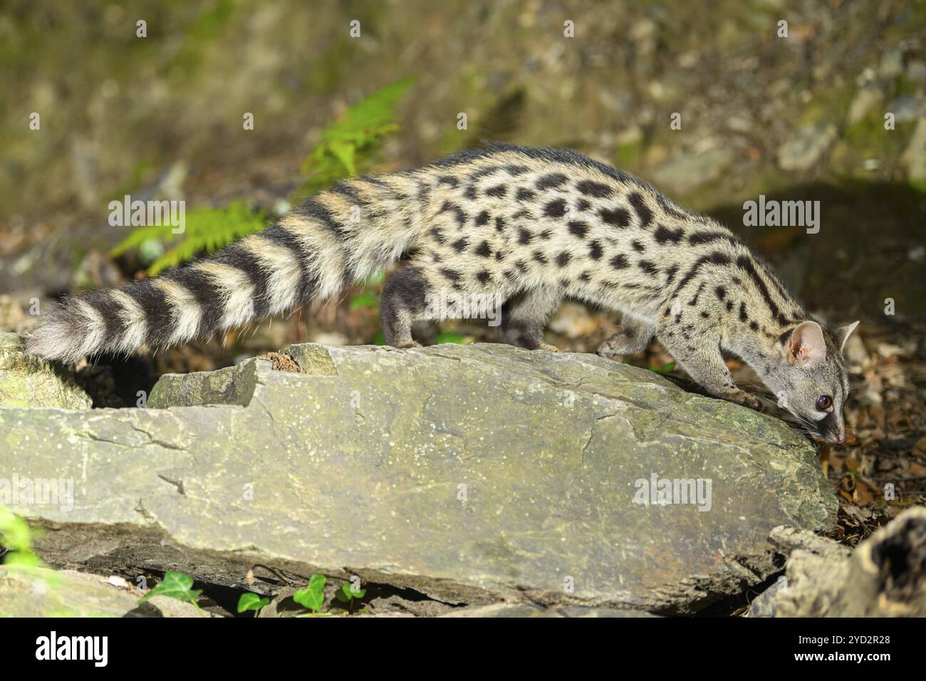 Common genet (Genetta genetta), wildlife in a forest, Montseny National ...