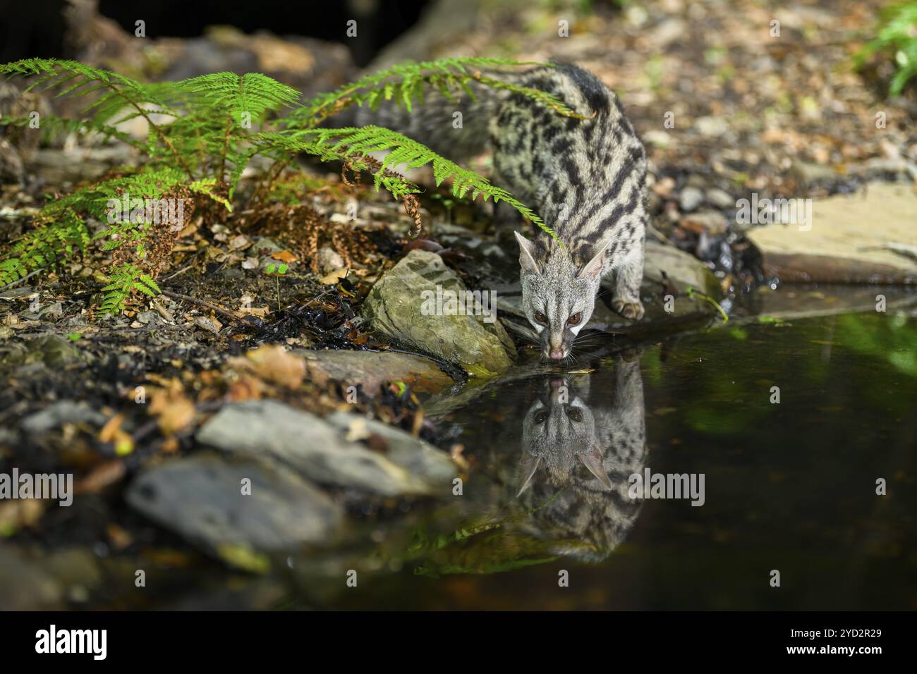 Common genet (Genetta genetta) drinking water at the shore of a lake ...