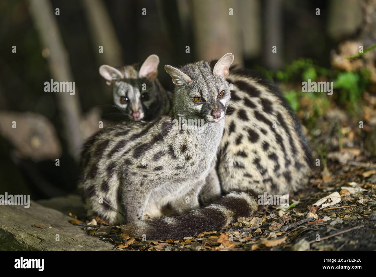 Two Common genets (Genetta genetta), cuddling wildlife in a forest ...