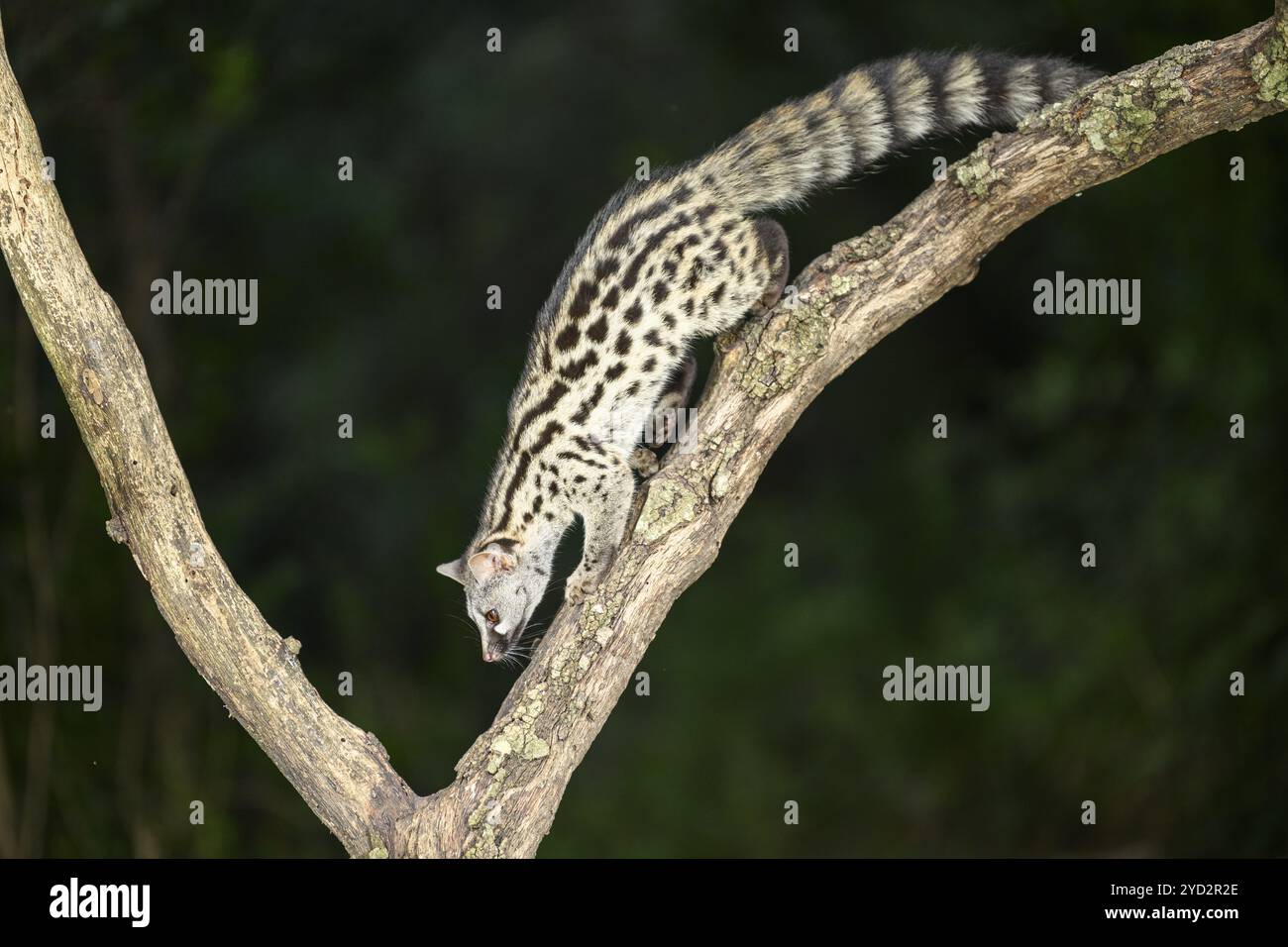 Common genet (Genetta genetta), climbing on a tree wildlife in a forest ...