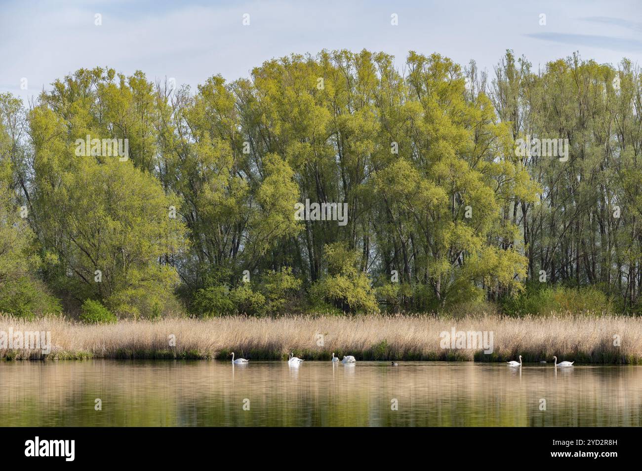 Pond landscape, reeds, reeds (Phragmites australis), willows (Salix ...