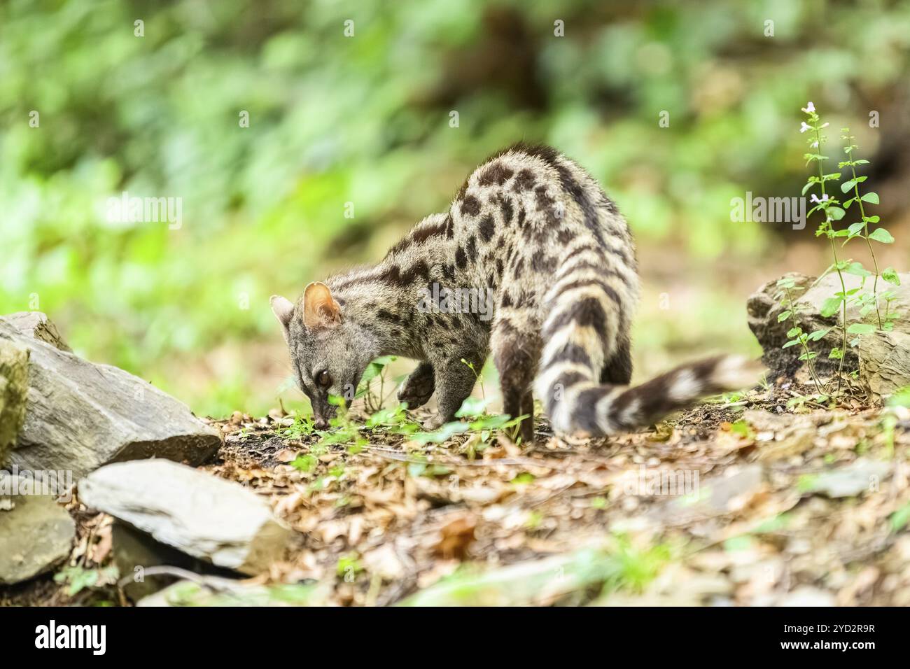 Common genet (Genetta genetta), wildlife in a forest, Montseny National ...