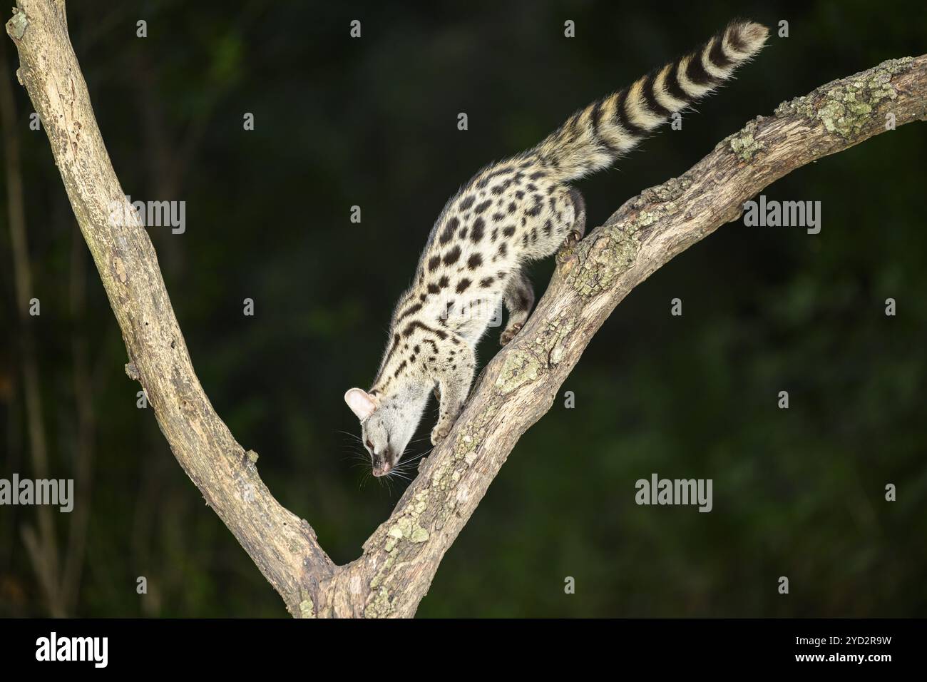 Common genet (Genetta genetta), climbing on a tree wildlife in a forest ...