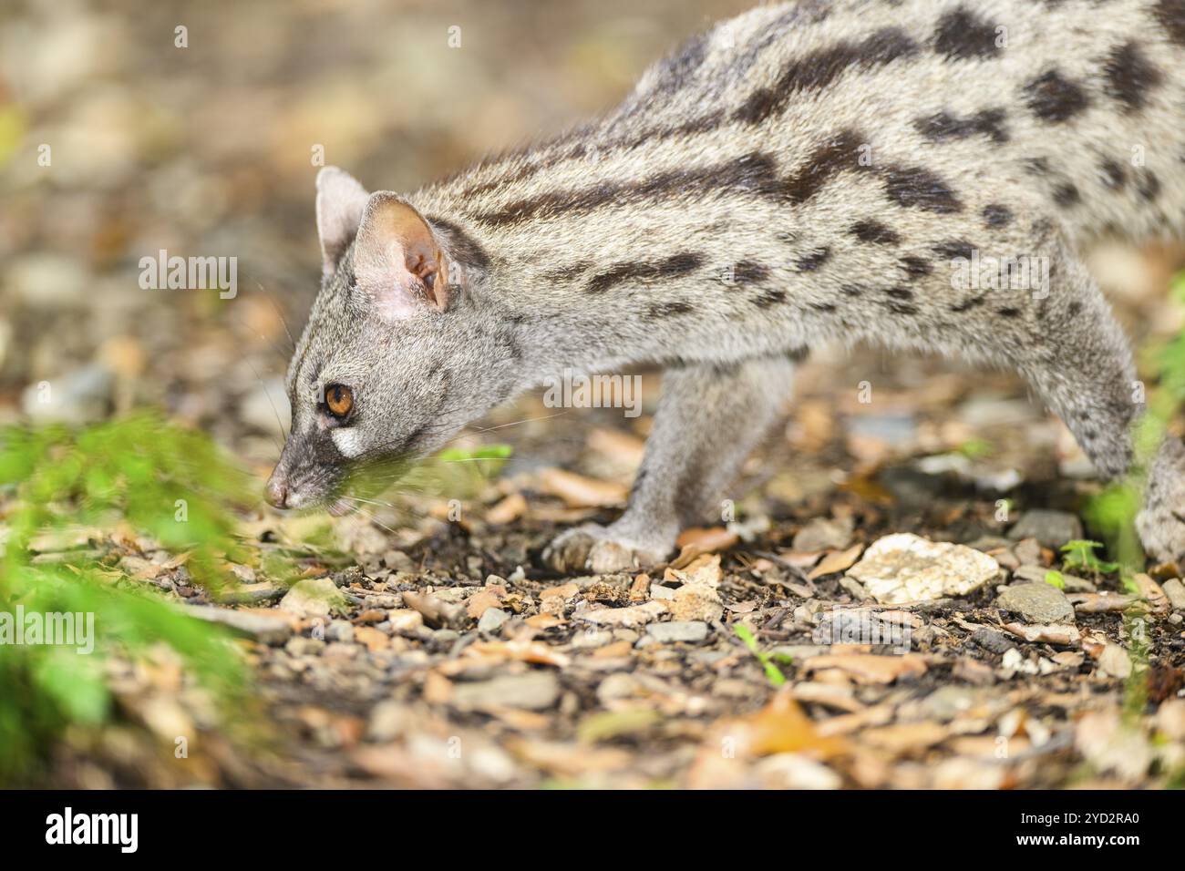 Common genet (Genetta genetta), wildlife in a forest, Montseny National ...