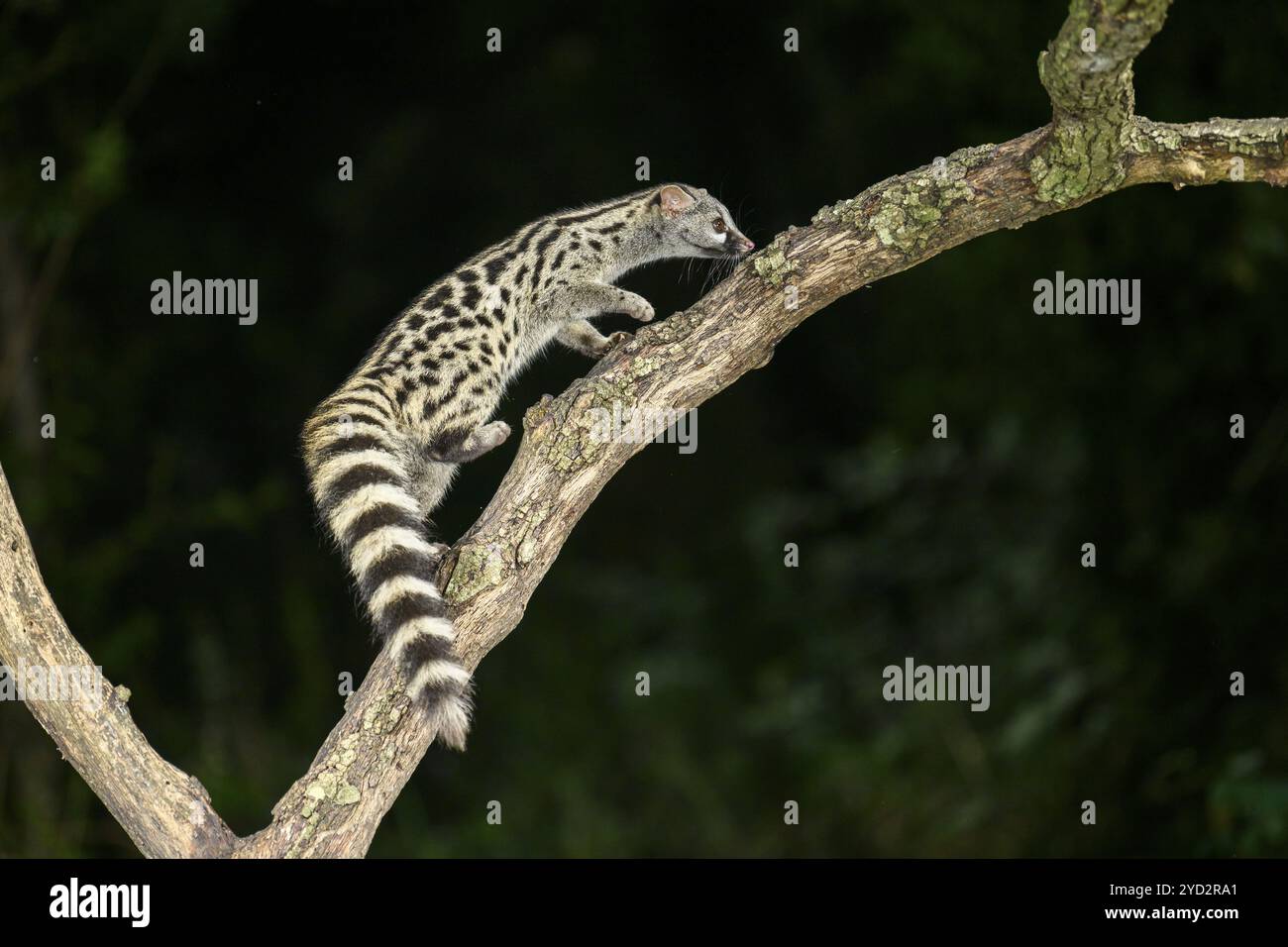 Common genet (Genetta genetta), climbing on a tree wildlife in a forest ...