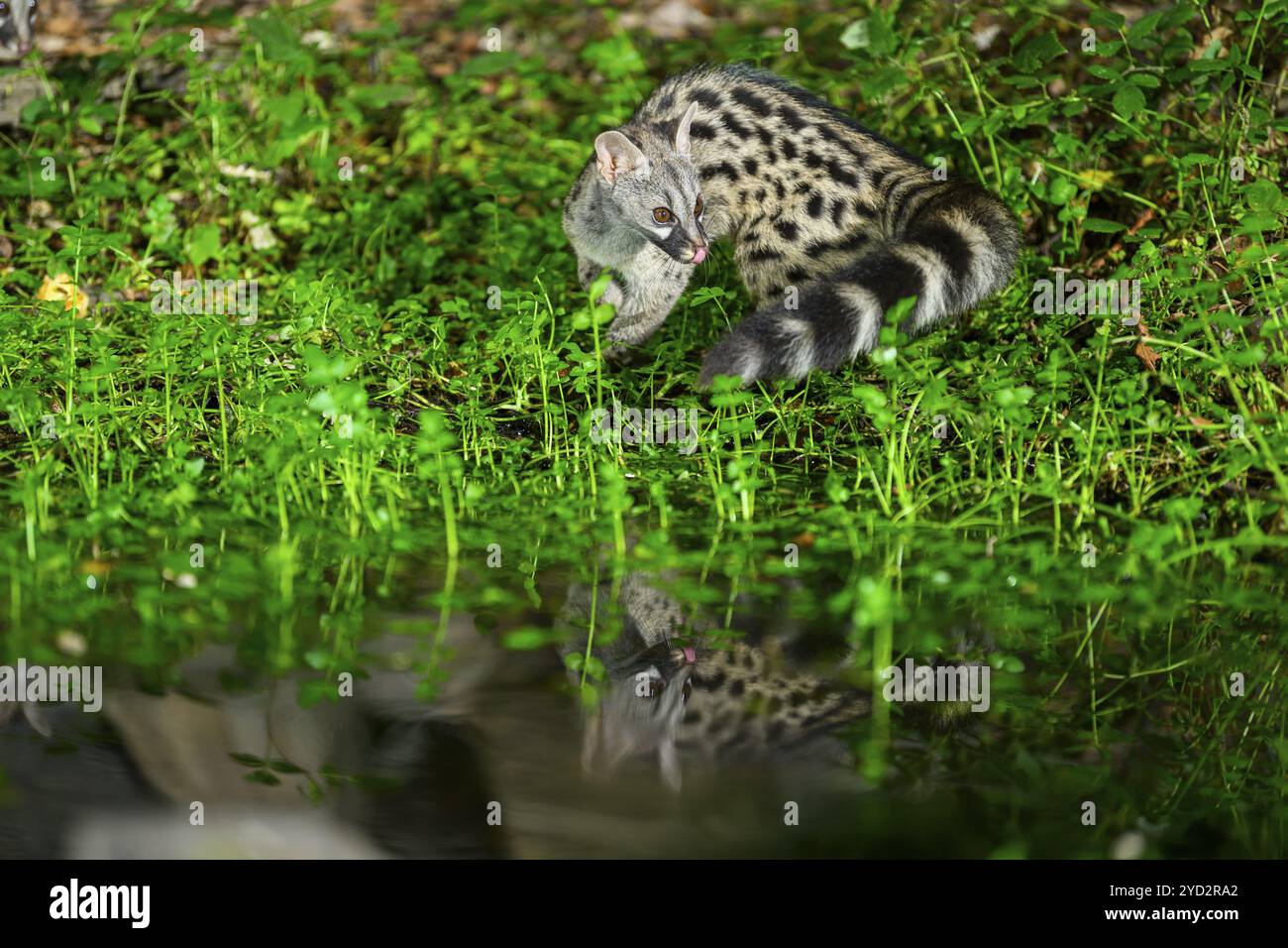 Young Common genet (Genetta genetta) at the shore of a lake, wildlife ...