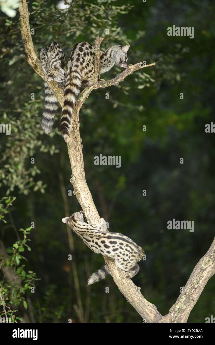 Three Common genets (Genetta genetta), climbing on a tree wildlife in a ...