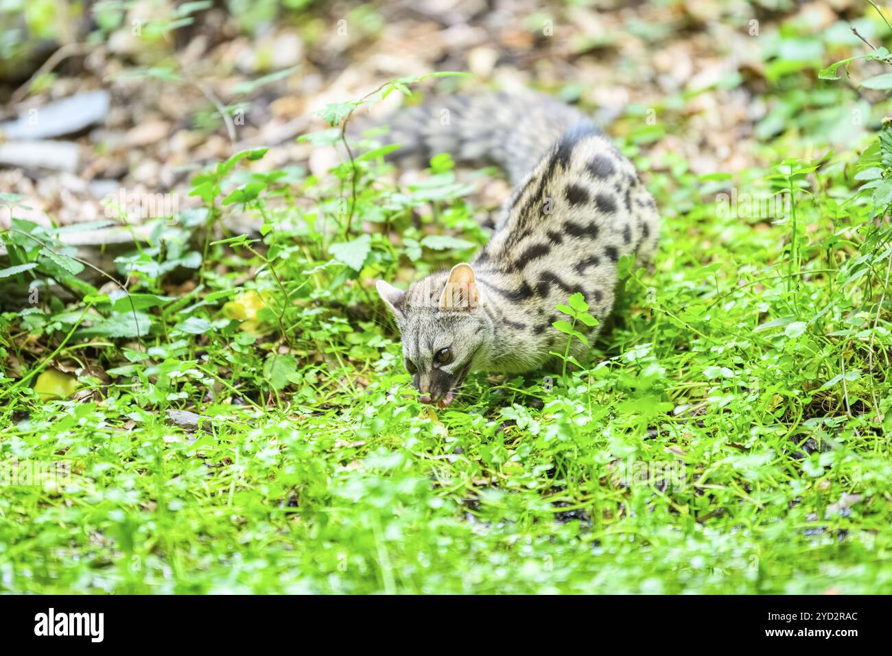 Common genet (Genetta genetta), wildlife in a forest, Montseny National ...