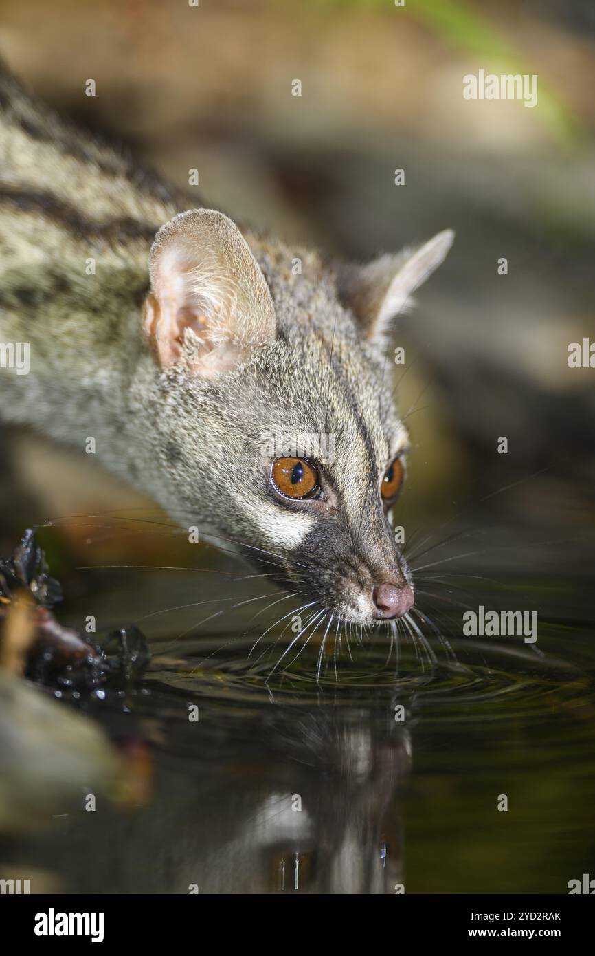 Common genet (Genetta genetta) drinking water at the shore of a lake ...