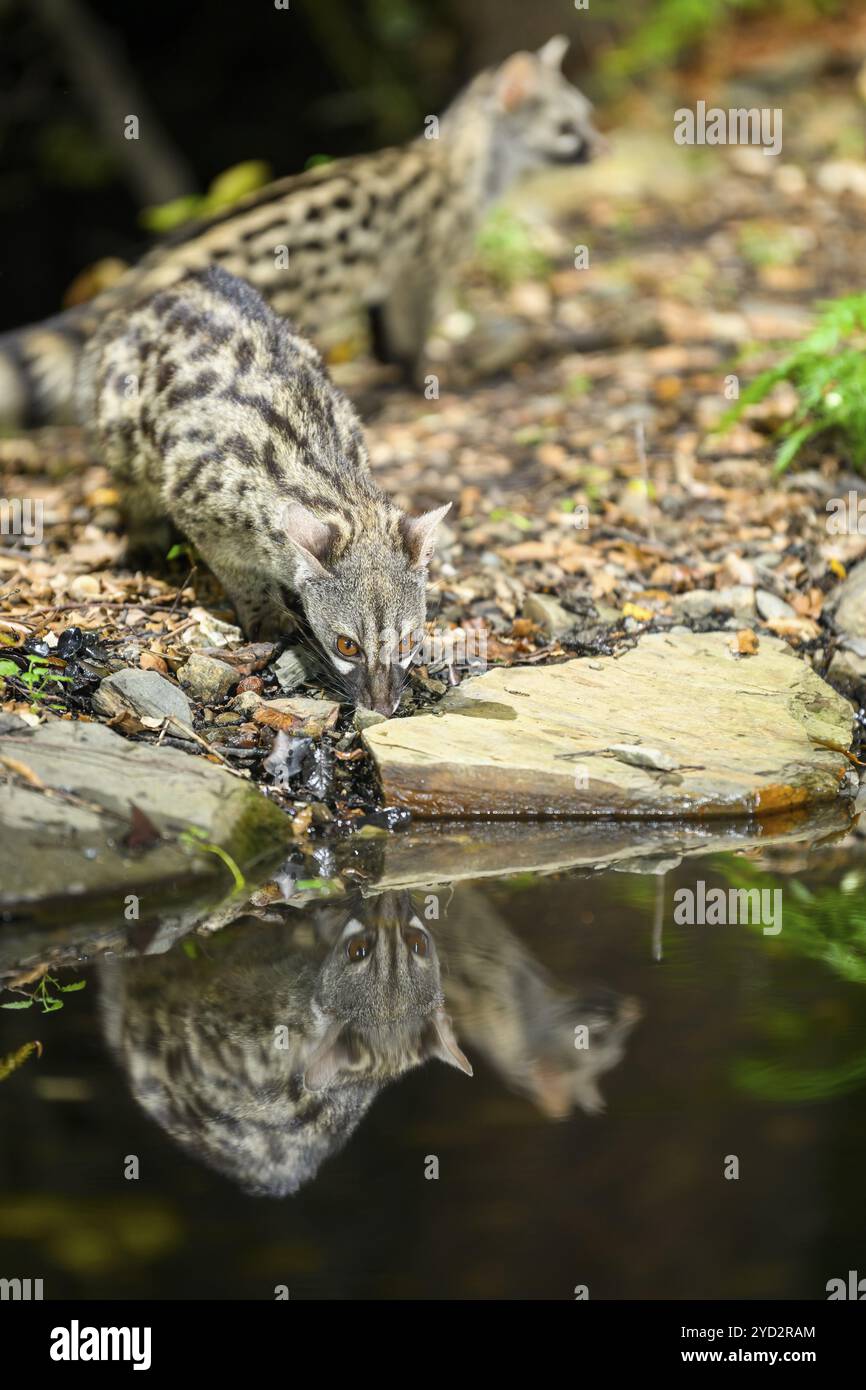 Common genet (Genetta genetta) at the shore of a lake, wildlife in a ...