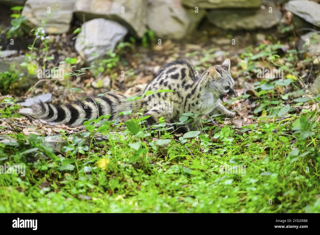 Common genet (Genetta genetta), wildlife in a forest, Montseny National ...