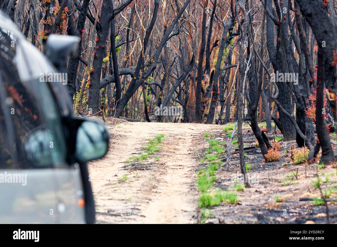 Driving on back roads through burnt bush land after summer fires in ...