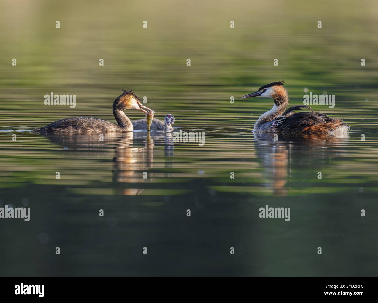 Great Crested Grebe (Podiceps Scalloped ribbonfish), two adults and ...