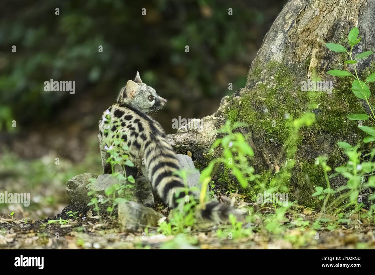Common genet (Genetta genetta), wildlife in a forest, Montseny National ...