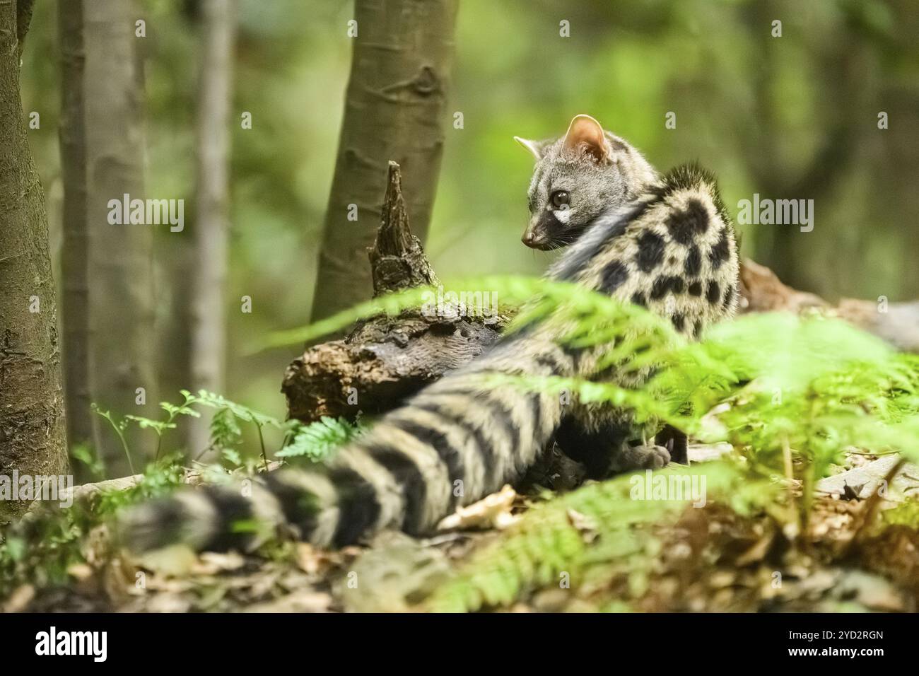 Common genet (Genetta genetta), wildlife in a forest, Montseny National ...