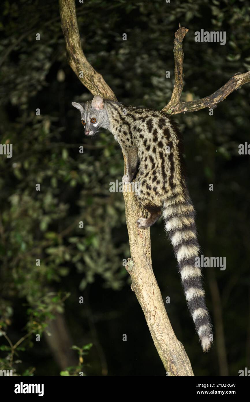 Common genet (Genetta genetta), climbing on a tree wildlife in a forest ...
