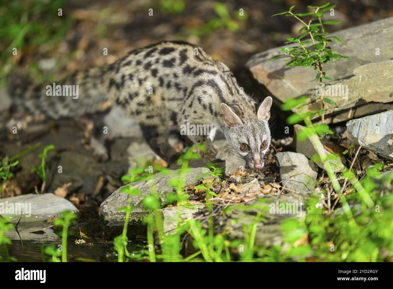 Common genet (Genetta genetta), wildlife in a forest, Montseny National ...