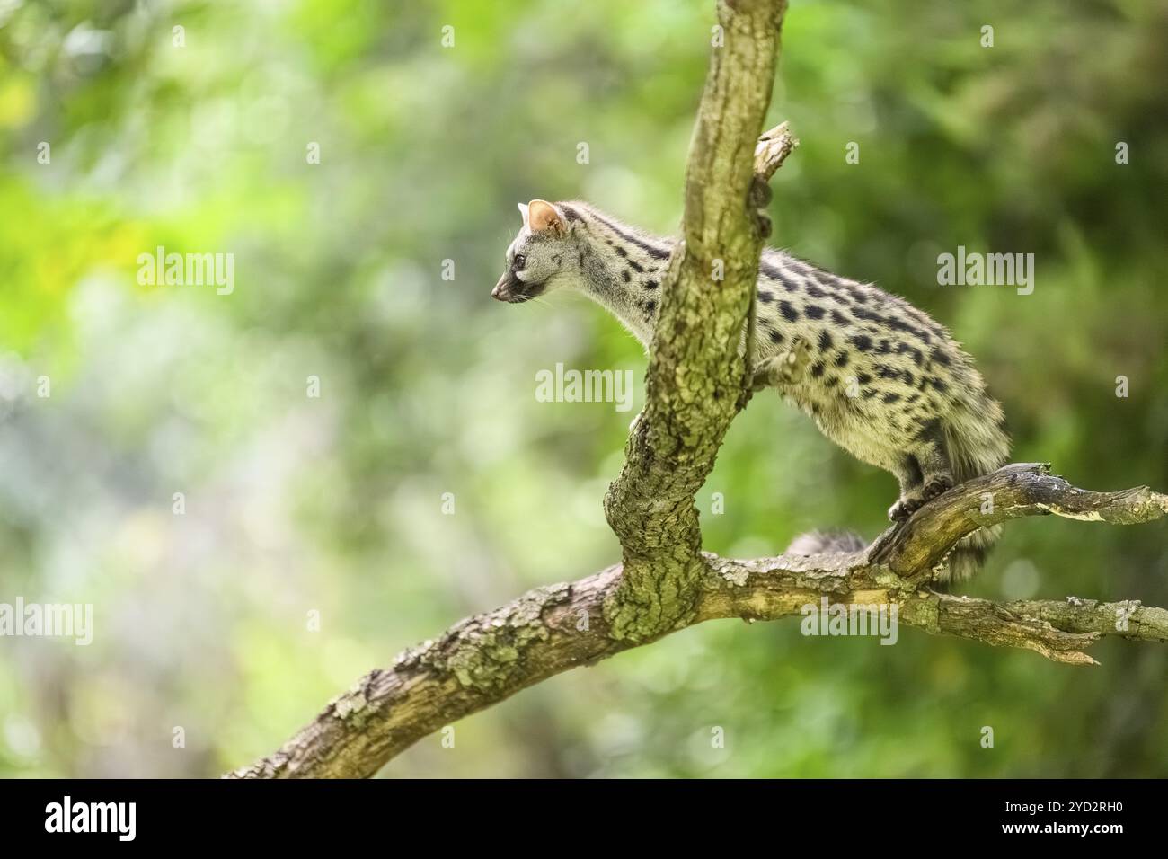 Common genet (Genetta genetta), climbing on a tree wildlife in a forest ...