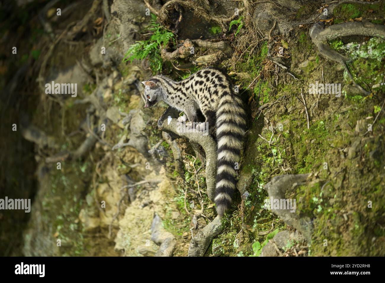 Common genet (Genetta genetta), wildlife in a forest, Montseny National ...