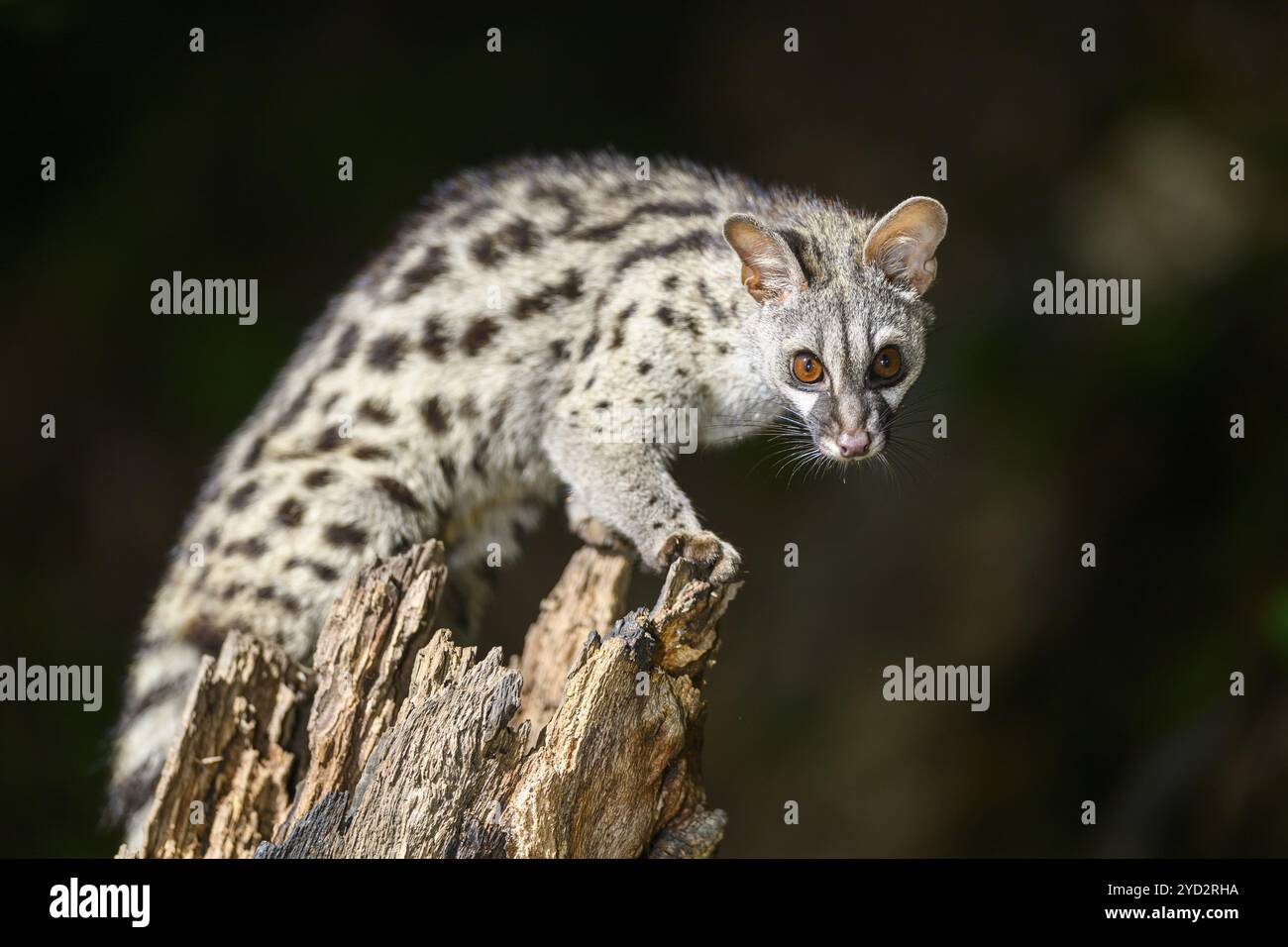 Common genet (Genetta genetta), climbing on a tree wildlife in a forest ...